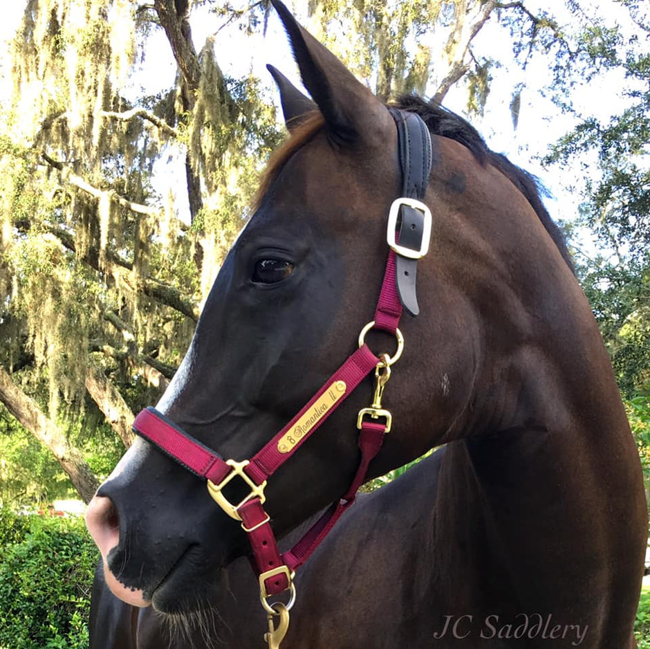 For the Horse – JC Saddlery